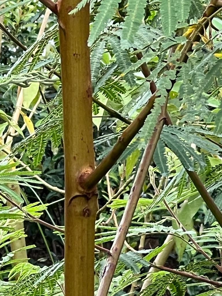 Mel de Melato da Bracatinga, um dos melhores méis do mundo | Tudo Sobre Xanxerê